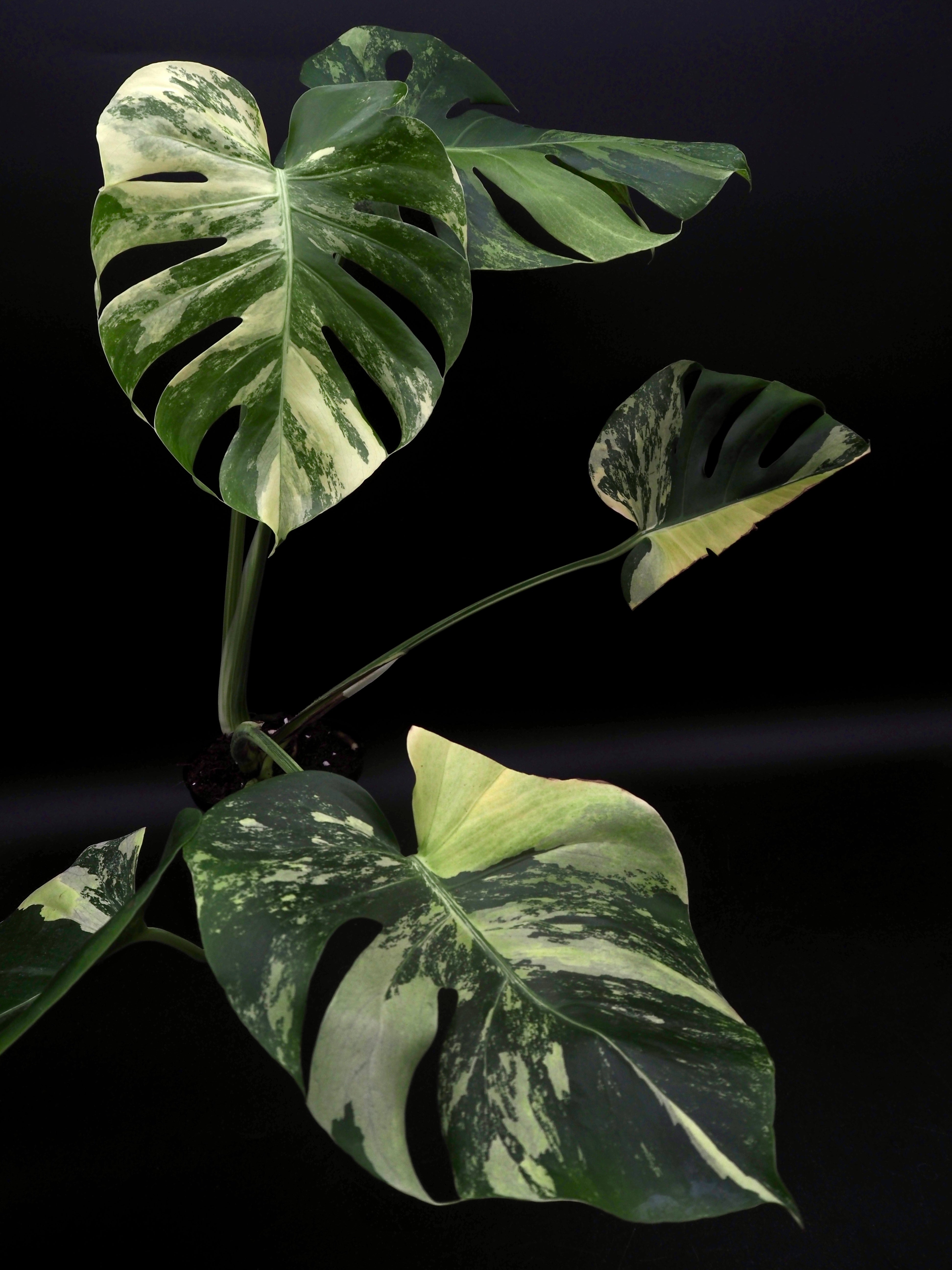 Monstera Deliciosa Lemon Pom Pom – Jolaplants