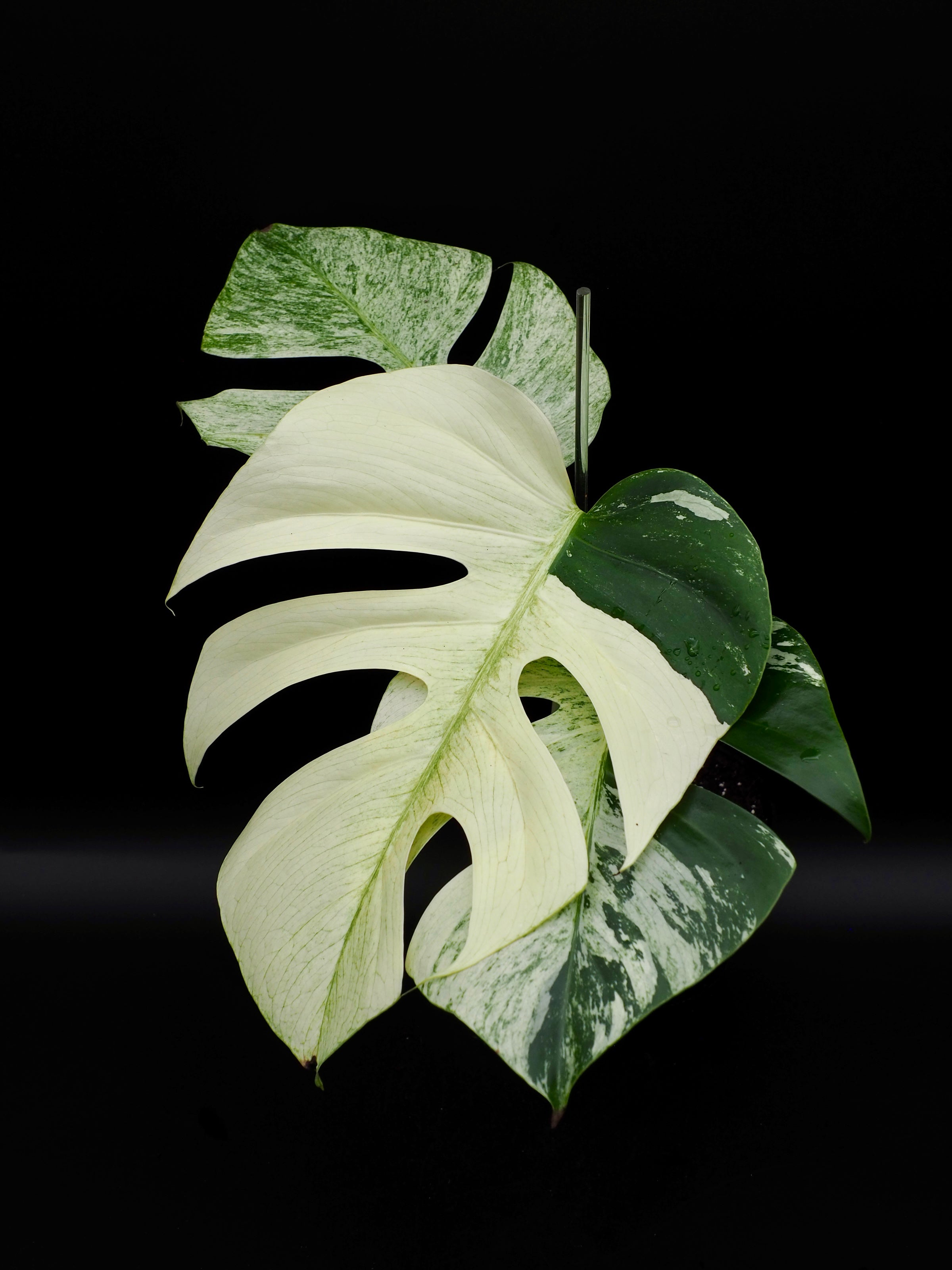 Monstera Deliciosa Jungle Mint – Jolaplants