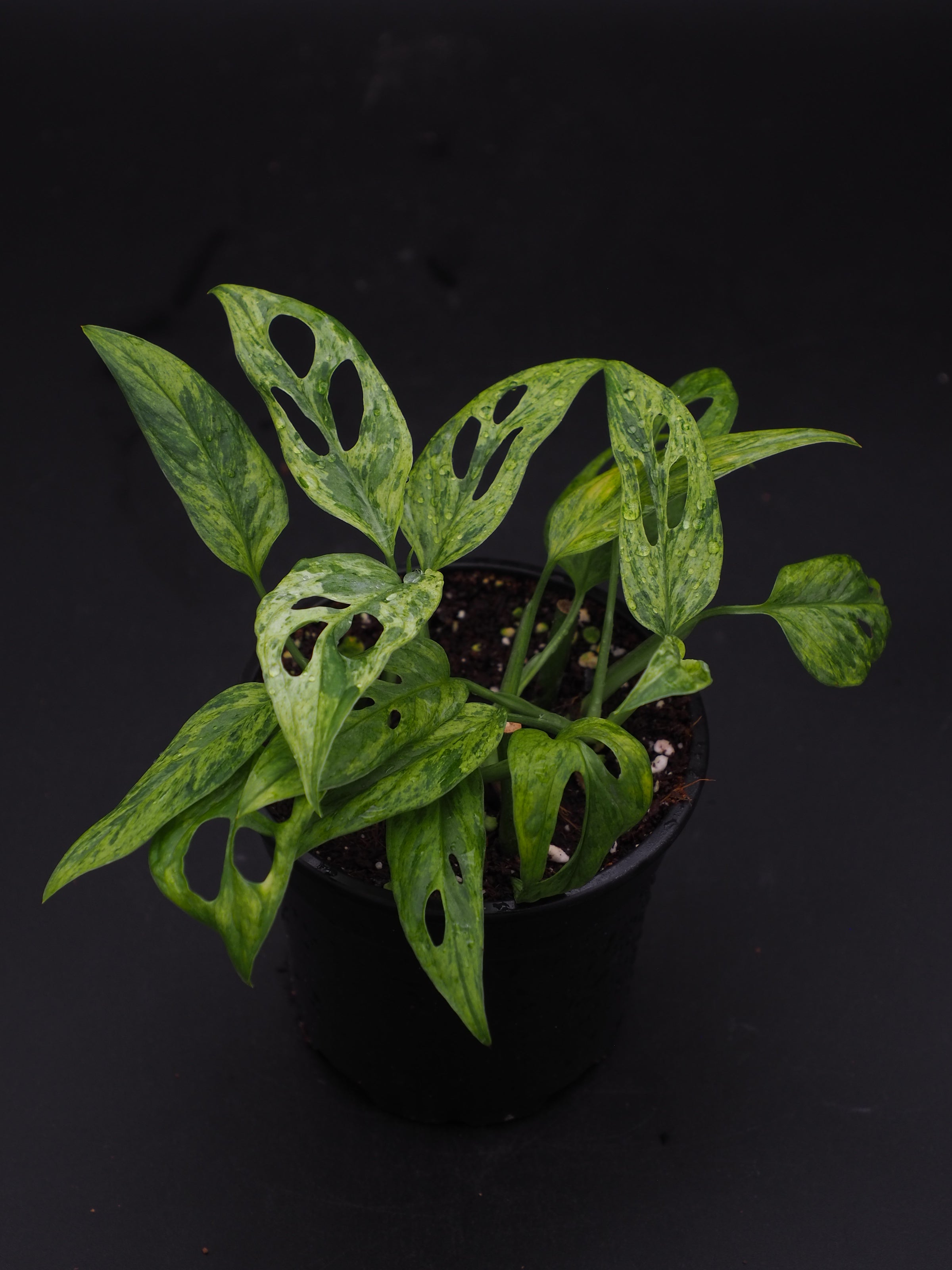 Monstera Adansonii Indonesian Marble – Jolaplants