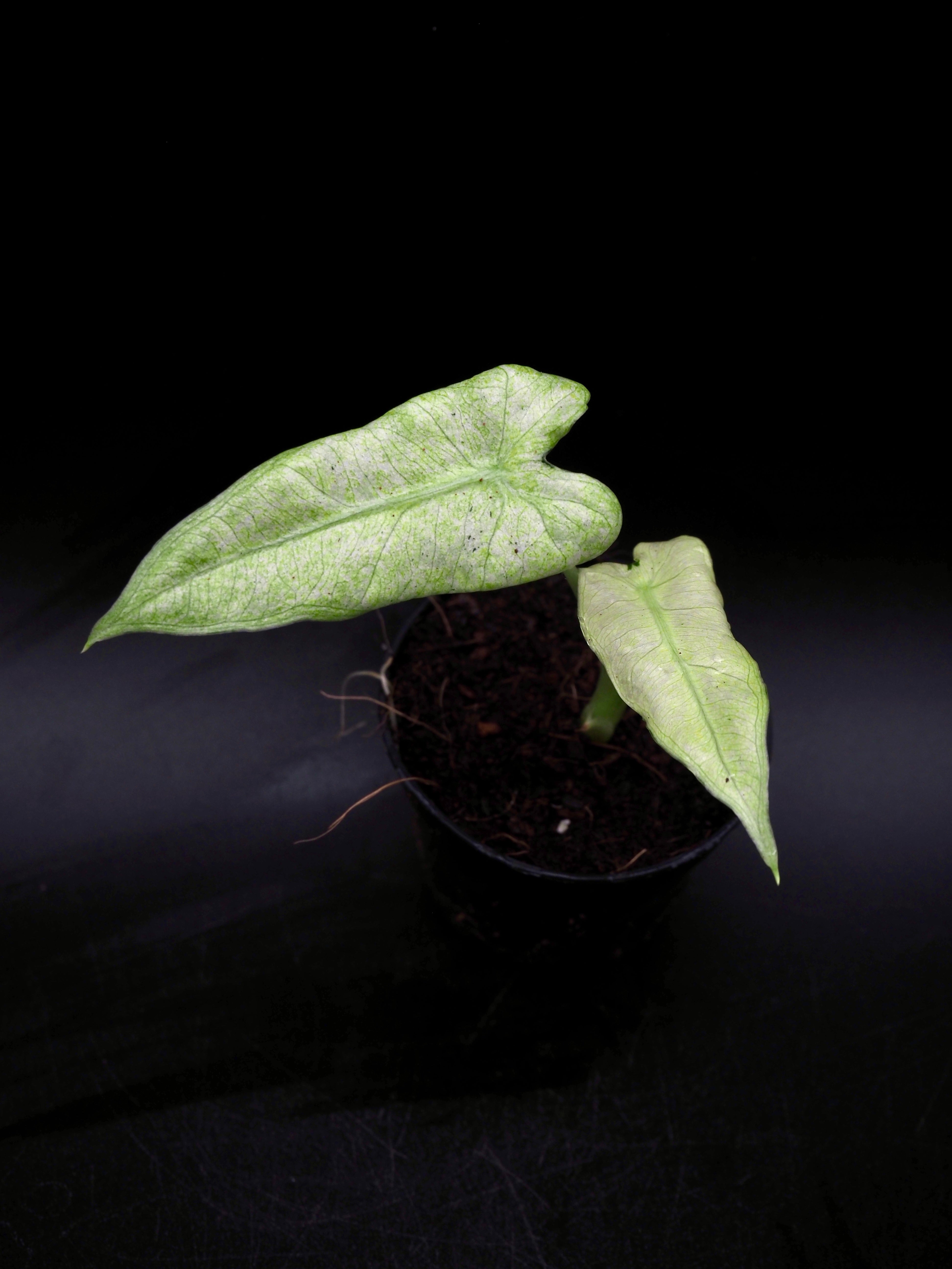 Alocasia Frydek Mint – Jolaplants