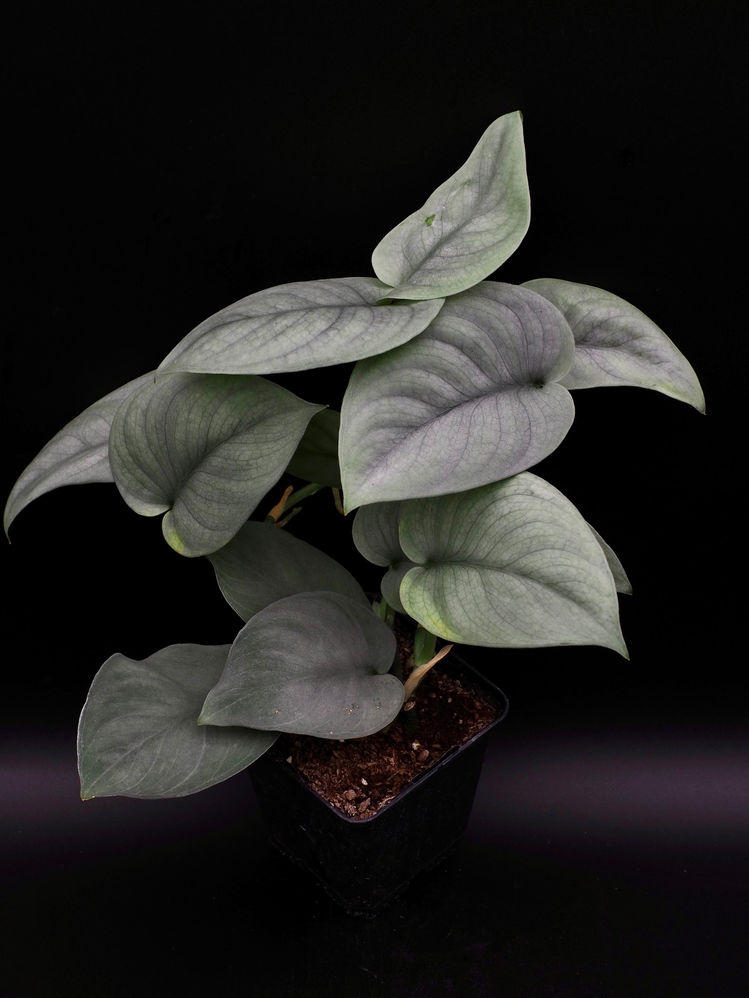 Scindapsus Platinum – Jolaplants